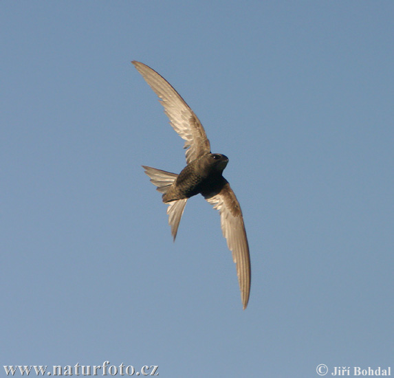 Apus apus Pictures, Common Swift Images, Nature Wildlife Photos ...