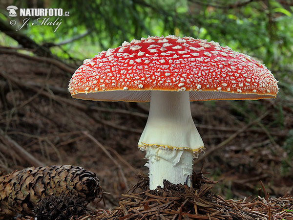 Amanita muscaria Pictures, Fly Agaric Images, Nature Wildlife Photos ...